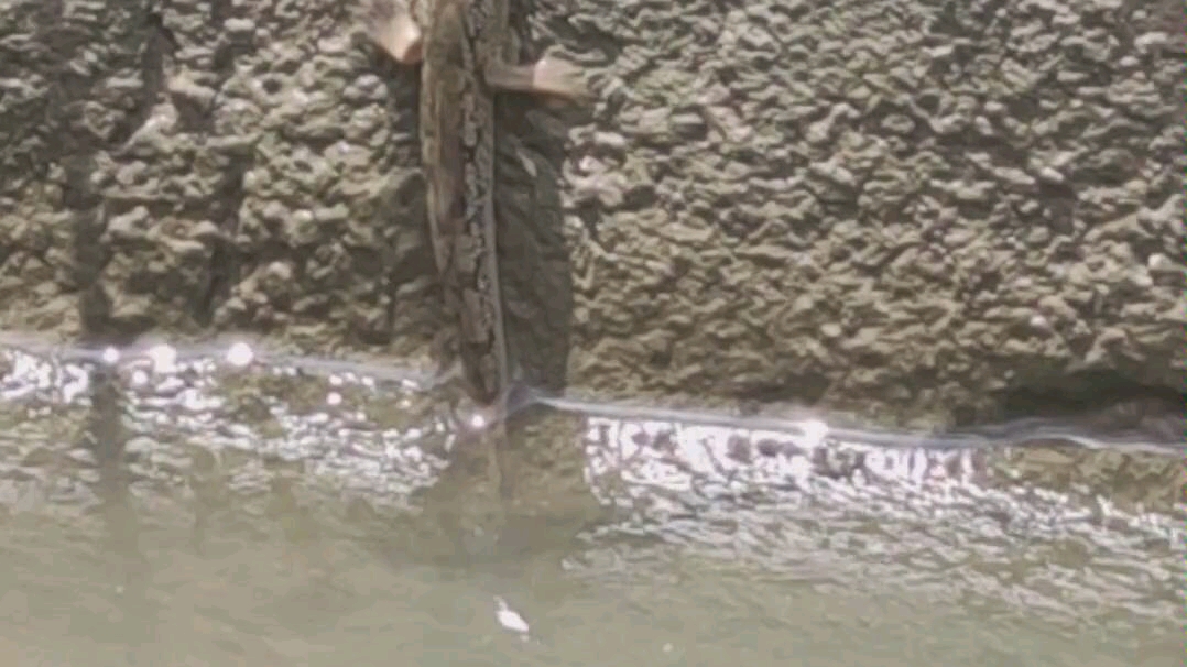 【鱼类】滩涂鱼,也叫跳跳鱼