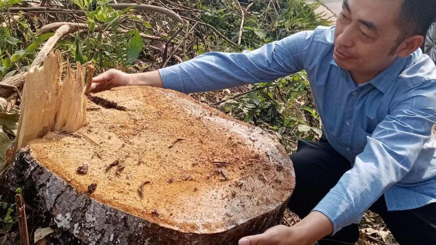 云投诉|四川广武路改建工程砍树2万余棵 树枝泥土堵塞水沟