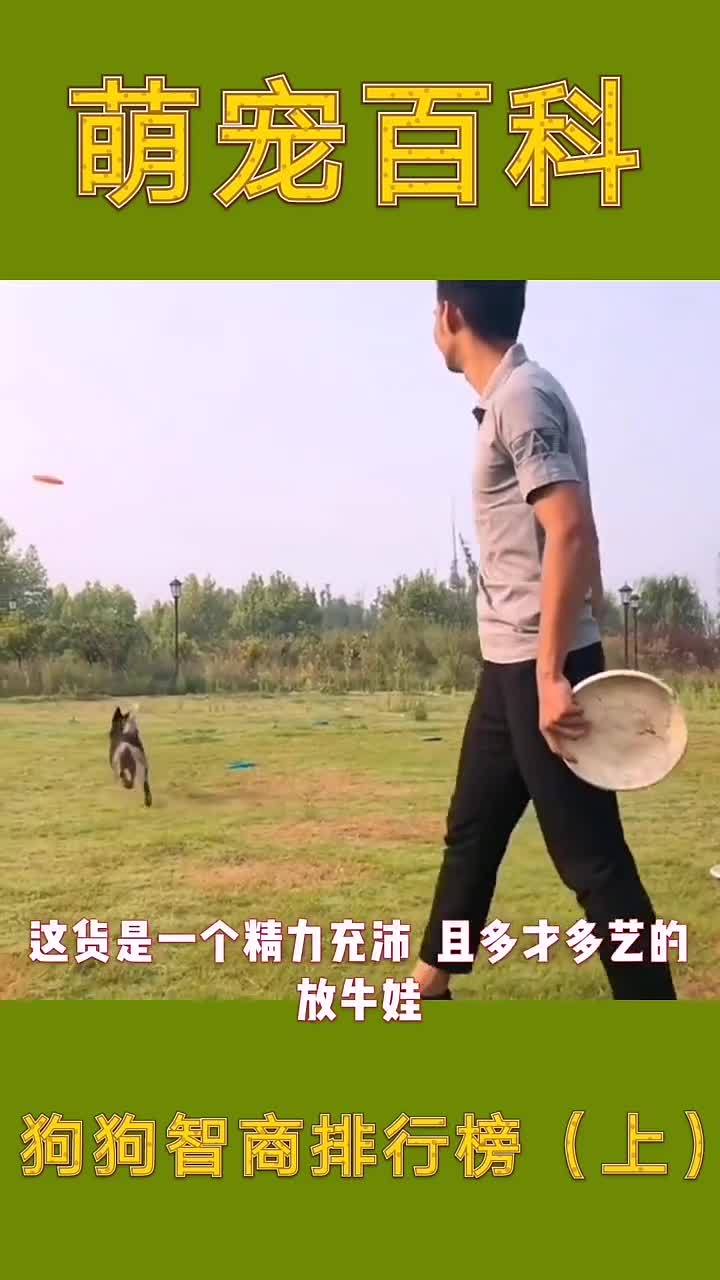 狗狗智商排行榜商家号战疫行动