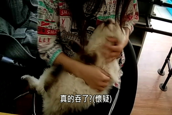 铲屎官DIY自制喂药器.布偶猫生气到脸变形.假装吞药竟然还会反刍?!