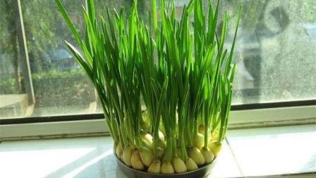 家中种植蒜苗前只需多做这一步,种一次足够你吃一年的新鲜蒜苗