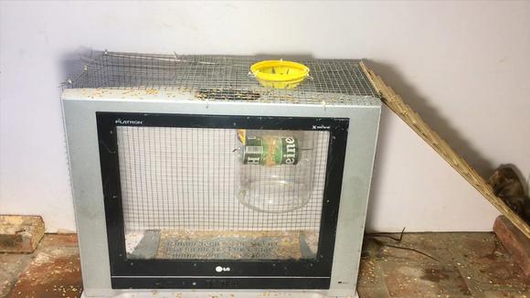 捕鼠器塑料盒捕鼠器如何制作捕鼠器自动捕鼠器P1