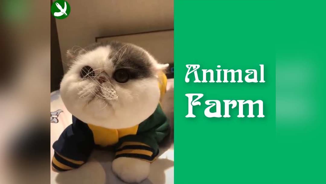 【有趣的动画】可爱的猫-可爱的狗-最有趣的宠物动画5