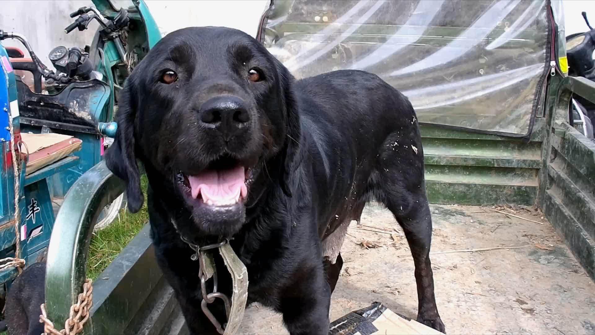 蚌埠周末逛固镇狗市,买卖狗的人真多,大狗凶小狗可爱