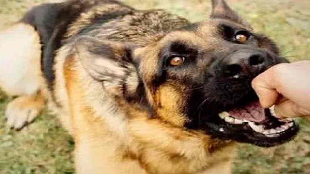 有狗狗的注意了!狗狗有这些现象,可能是狂犬病,要赶紧远离啊!