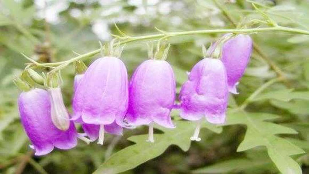 这种花很漂亮,南方地区少有,它的根部药用价值非常高你见过吗?