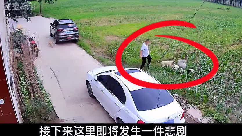 第28集:监控拍下令人感动的一幕,流浪猫被狗撕咬,随后感动瞬间