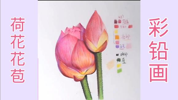 简单入门的彩铅荷花,15分钟教会你一步步上色质感表达