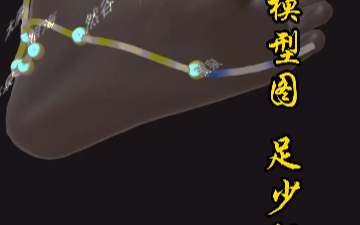 足少阴肾经3D模型图