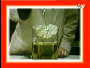 光合作用实验(二)