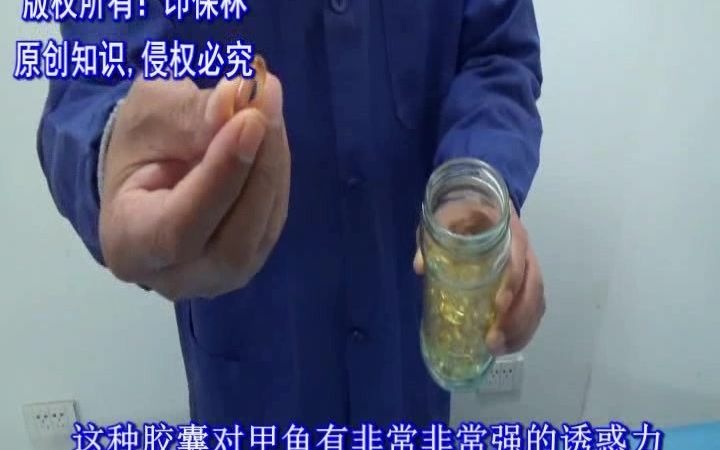 户外寻找野生甲鱼,近距离的让大家观看野生甲鱼的生活习性。印保林...