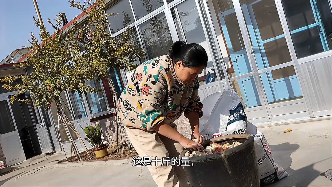 我种的平菇终于出来了,今天分享我的种蘑菇经验,不吃看着都美