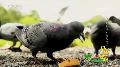 对鸽子来说,剧院里的电影慢得就像逐帧播放的幻灯片