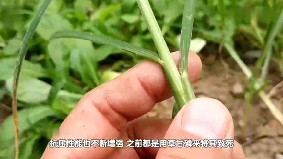 让农民头疼的一种草,一直都难以除根,现在农资店老板说出秘方!