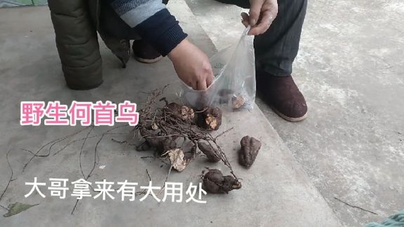 农村大哥挖来的野生何首乌,这种何首乌用处很大哦
