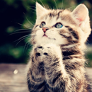 朋友的动漫世界 