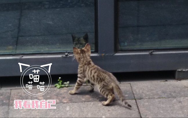 【田园狸花猫】UP快20年狗生亲眼见到了最会自嗨撒娇的猫咪
