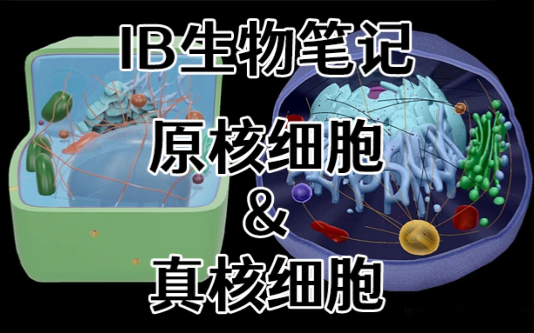 ...IB生物笔记(九)Prokaryotic and Eukaryotic Cells-原核细胞与真核细胞