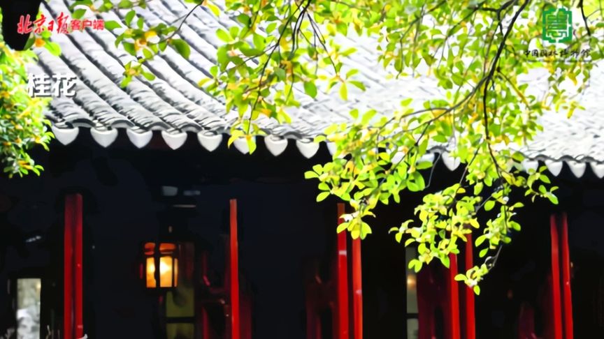 暑期云课堂|《园林小讲师》课程之“畅园实地讲解教程”