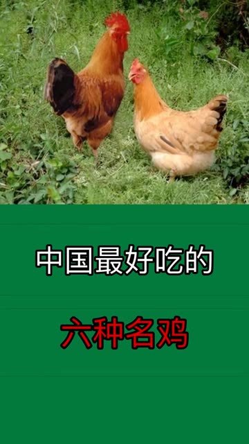 以上几种名鸡你吃过哪一种