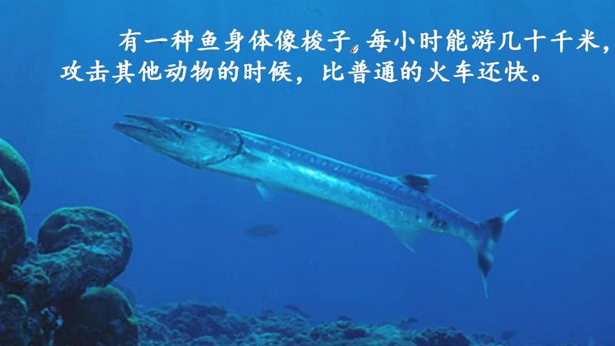 三年级下册语文知识第五十讲23课《海底世界》第二课时
