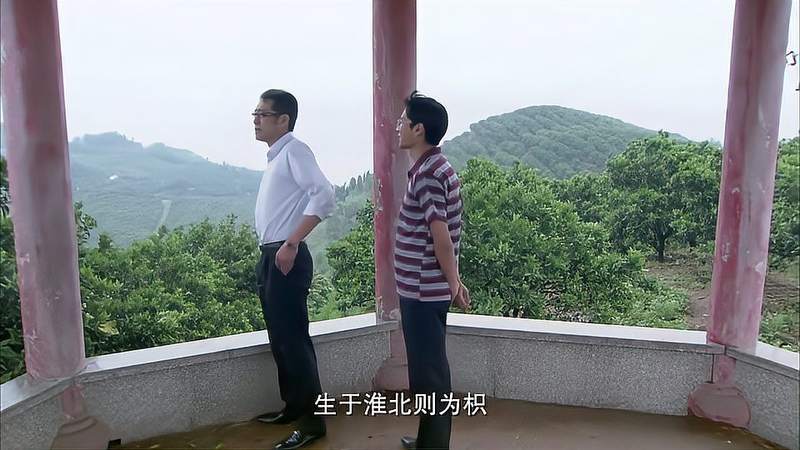 家有大姐:橘生淮南则为橘,生于淮北则为枳