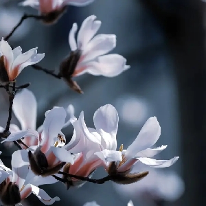 漫步者1999 