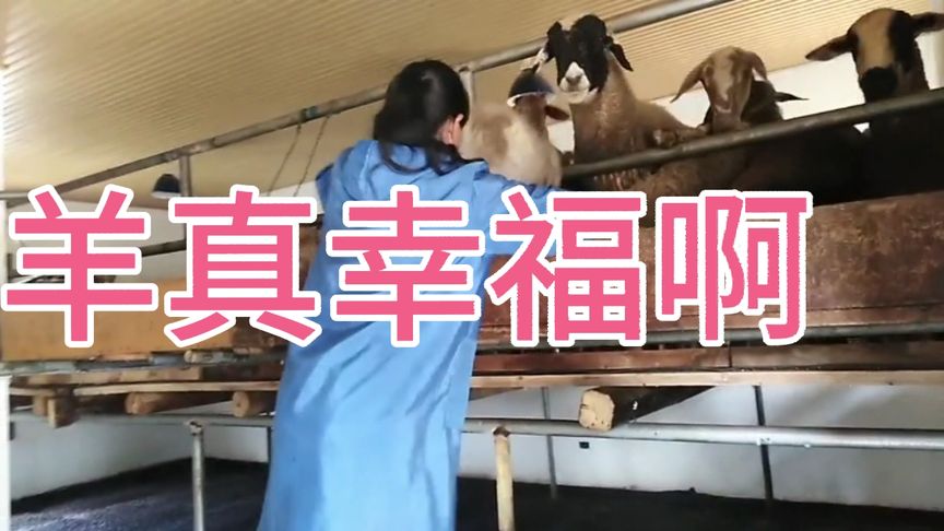 羊圈吊顶、贴瓷砖你见过吗?住的好、吃的好,才长得壮。