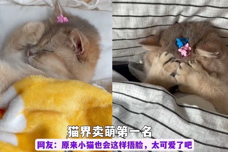 全网最会卖萌的猫咪,会撒娇会捂脸萌翻众人,网友:冰棍都化了