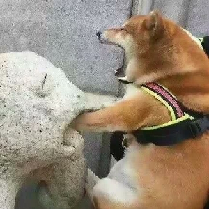 八月小禾 