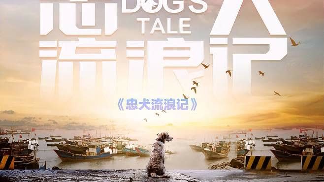 一条搜救犬为寻找主人,踏上了漂泊之旅