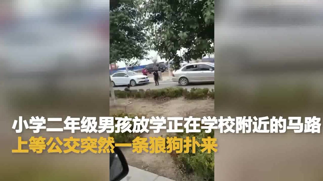 小学生放学正等公交 狼狗扑倒撕咬
