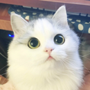 今生有喵作伴 