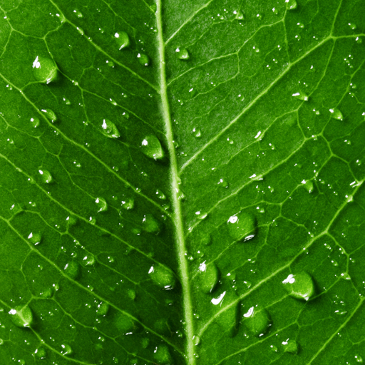 聽日仲想食咕咕鴿 