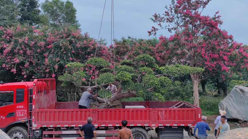 一帆风顺#匠人匠心 #园林绿化