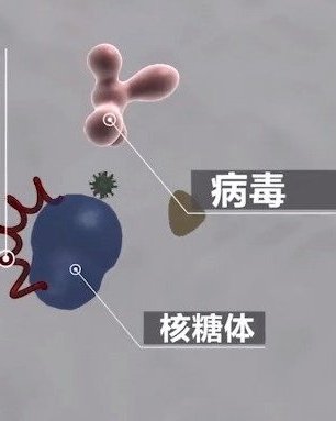 ...人体3D动画还原新型冠状病毒感染人体全过程:狡猾藏匿、善于伪装。