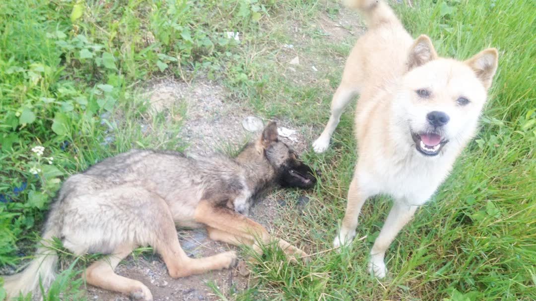 寻求治狗病的医生,家里的土狗病了,希望好心的朋友教下治疗方法