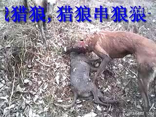 苏俄猎狼犬打猎