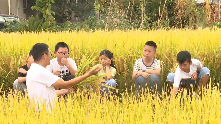 打谷子啰!泸州娃了解"一粒米"的由来