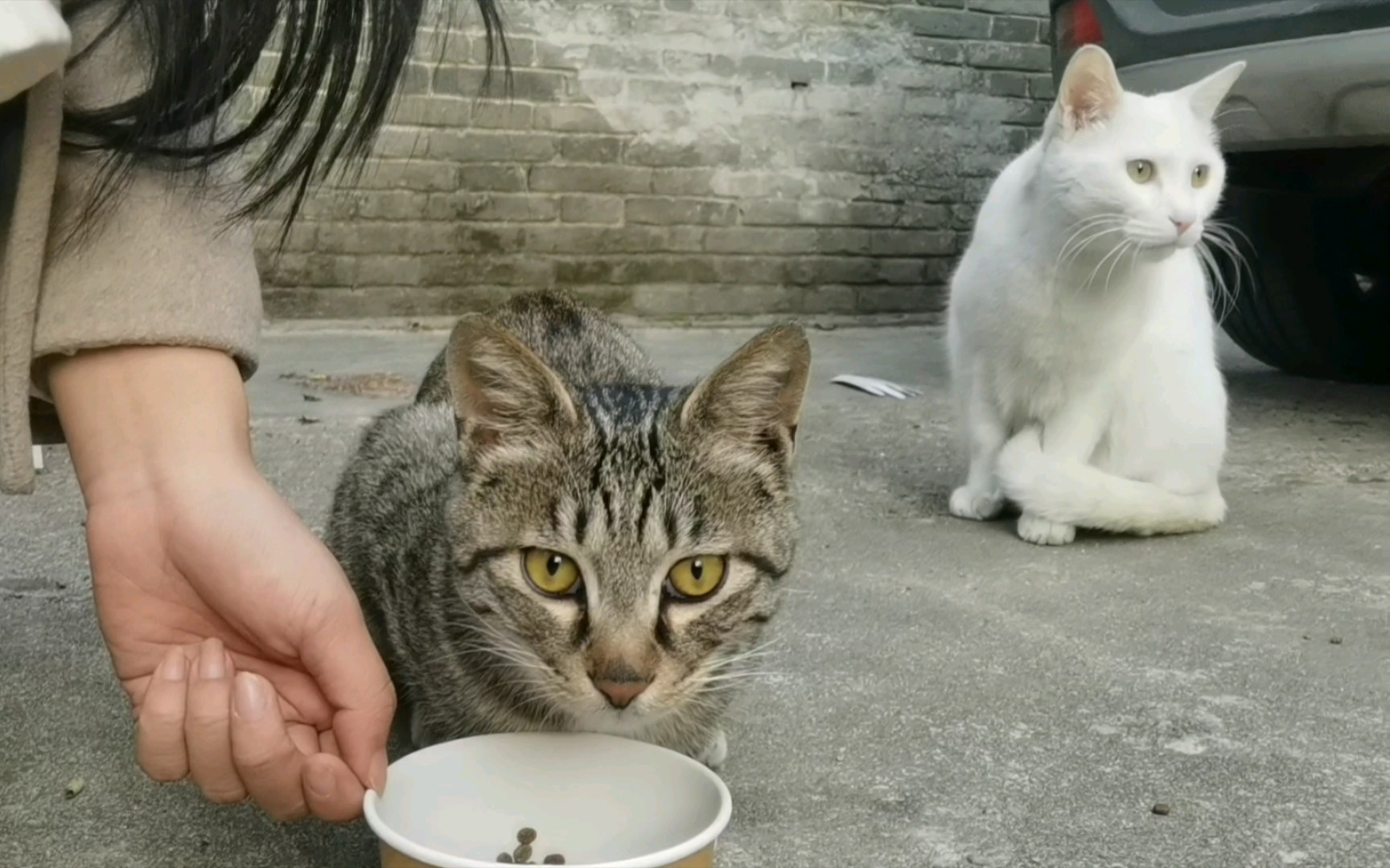 小狸花猫三天没见了,见面了还是很会撒娇