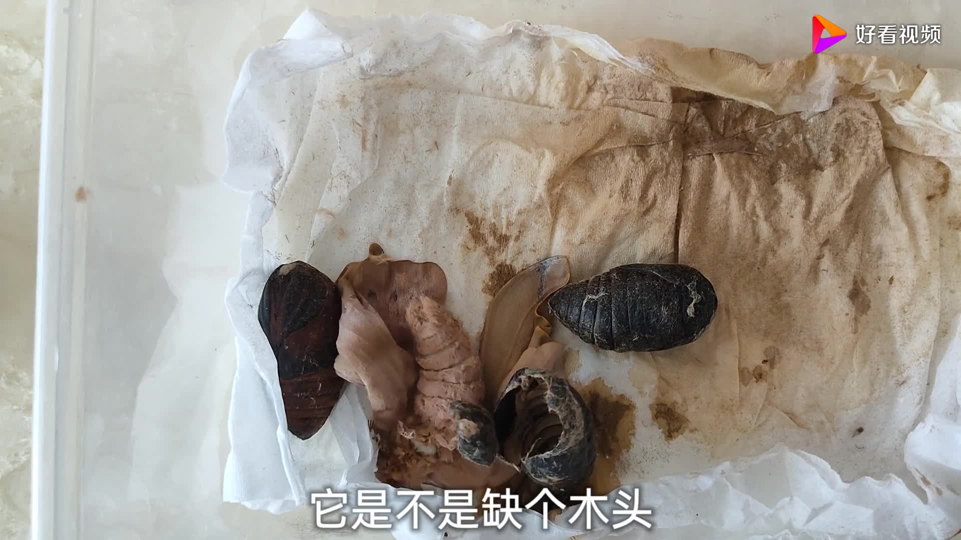 从蚕蛹里爬出来的飞蛾,你见过吗?以生命为代价的蝶变,值得尊重