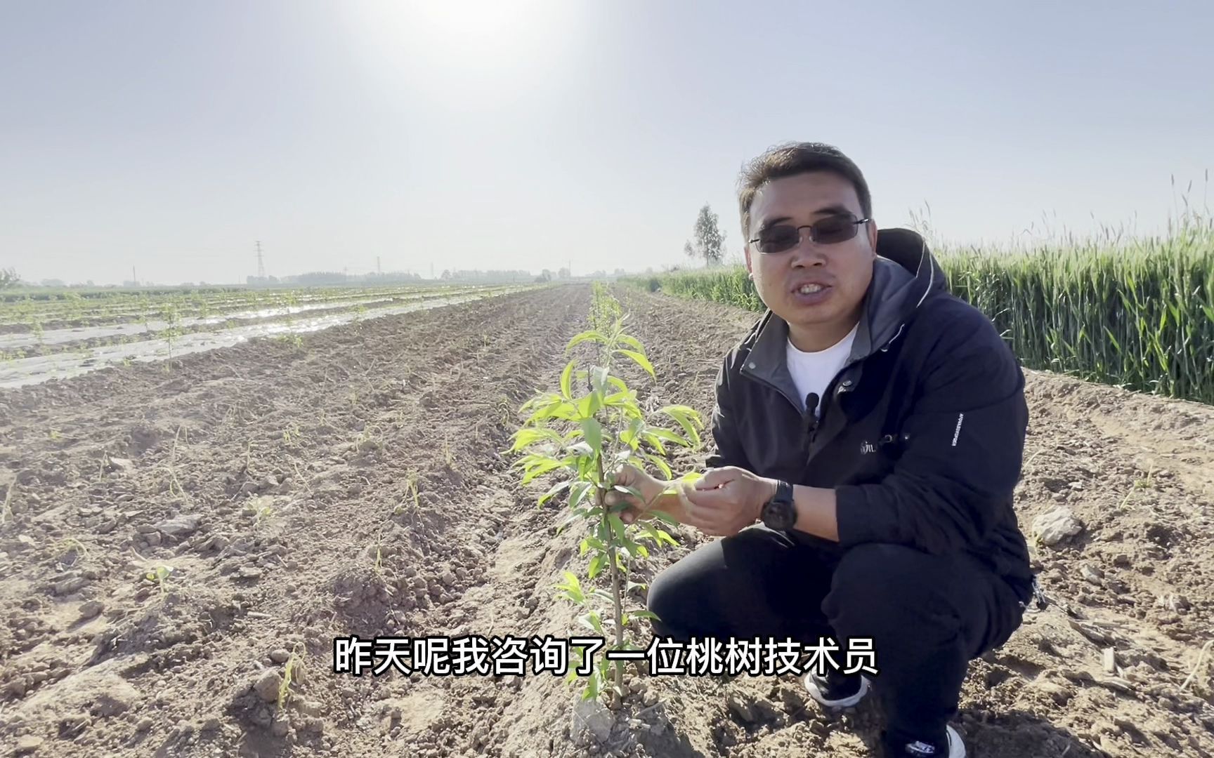 桃树幼树如何管理,桃树技术员给出来方案,看看是怎么做的吧