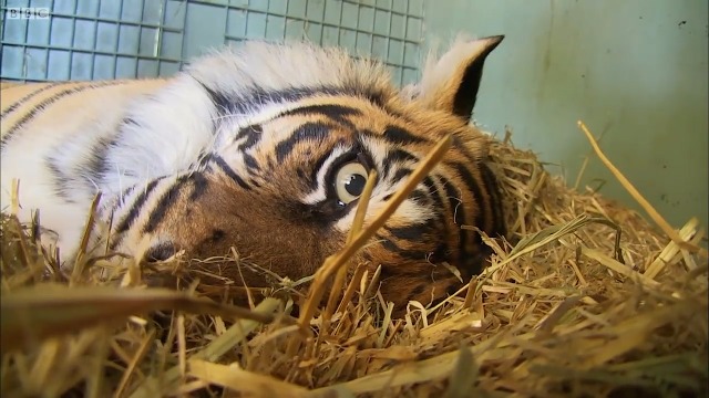 母爱的光辉!镜头记录虎宝宝出生全过程,让人感动