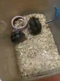 仓鼠-限定版害怕