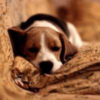 果小冻的娱乐说 