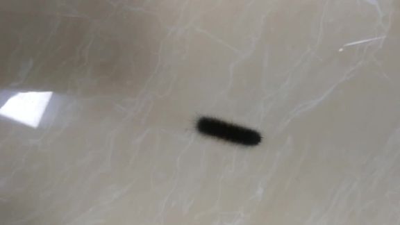 #三月三游广西# 什么生物?爬的挺快!@头条旅游 @广西文化和旅游厅