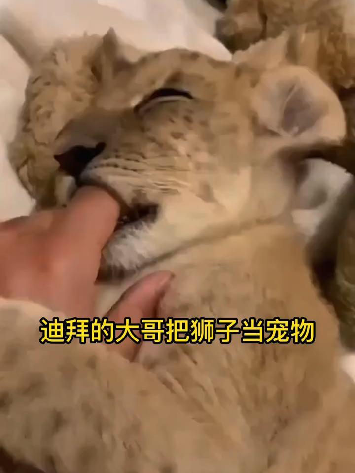 ...可爱,长大简直太有安全感了。#狮子 #萌宠成精了 #神奇动物在这里