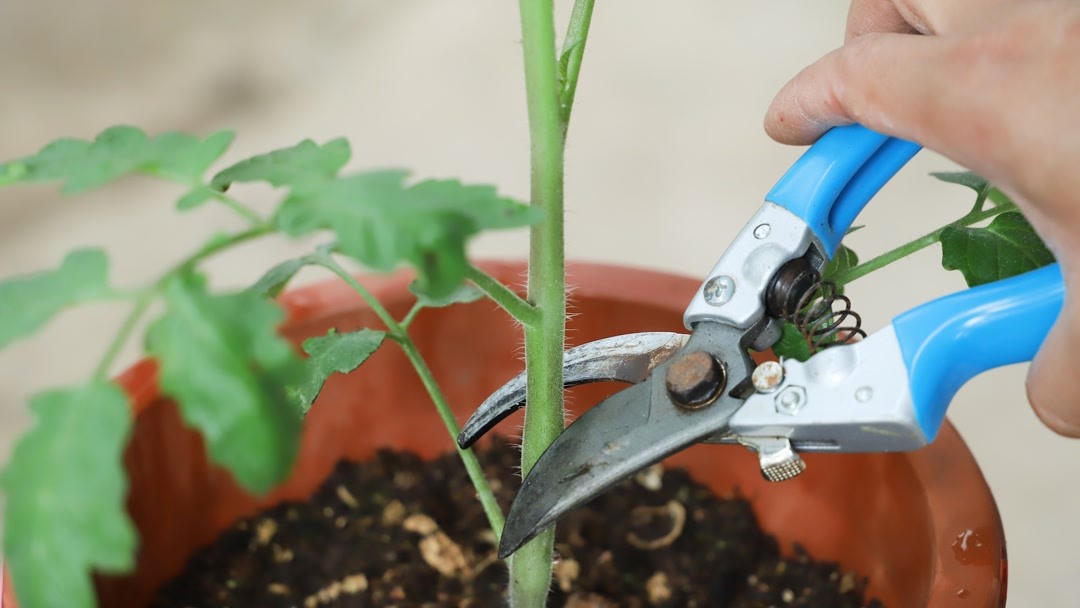 栽种番茄苗,上盆后谨记多剪一刀,跟着剪的花友都说效果好