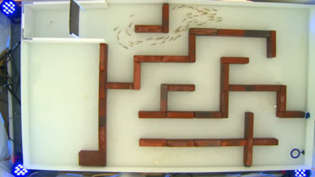 都说鱼的记忆只有七秒,老外做了一个实验,鱼儿真的能走出迷宫?