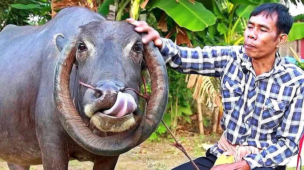 老水牛的角长成"项链",土豪出20万购买,主人表示别逗了,太少